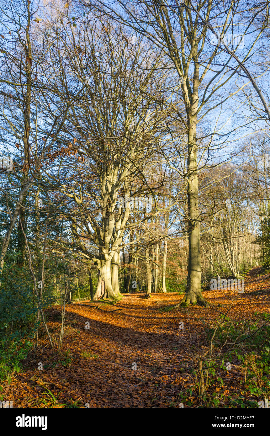 Beech trees in early winter Stock Photo - Alamy