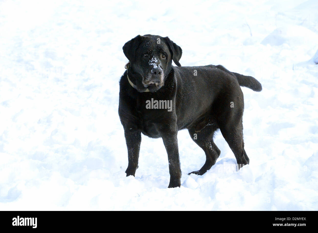 Black Labrador playing in the snow Stock Photo - Alamy