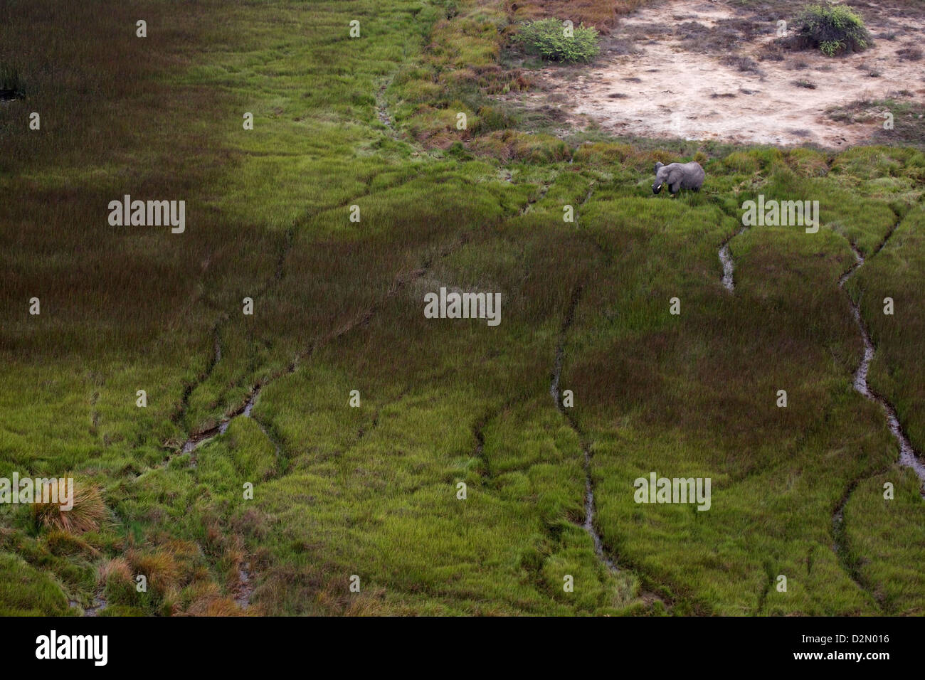 Botswana, Africa. An aerial view of an elephant in a marsh in the ...