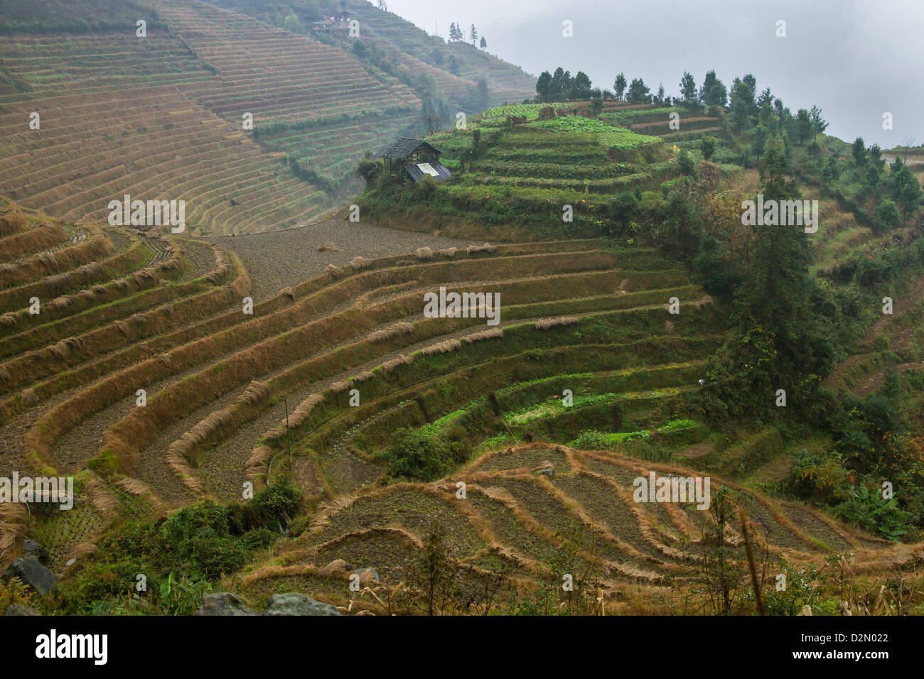 Rice terraces, Longji, Guangxi, China, Asia Stock Photo - Alamy