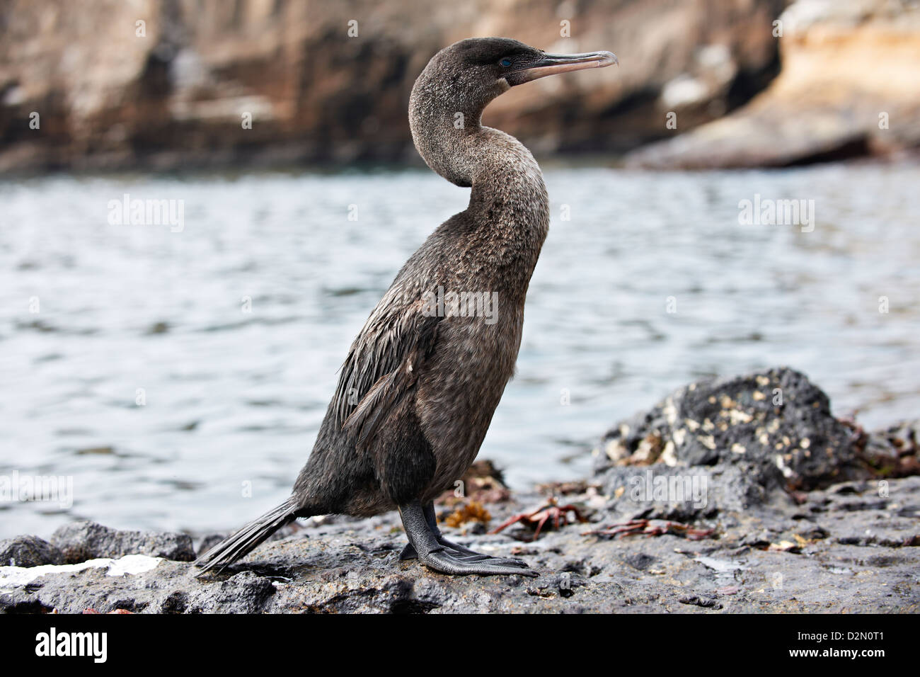 Flightless Cormorant, Phalacrocorax harrisi, Isabela Island, Galapagos ...