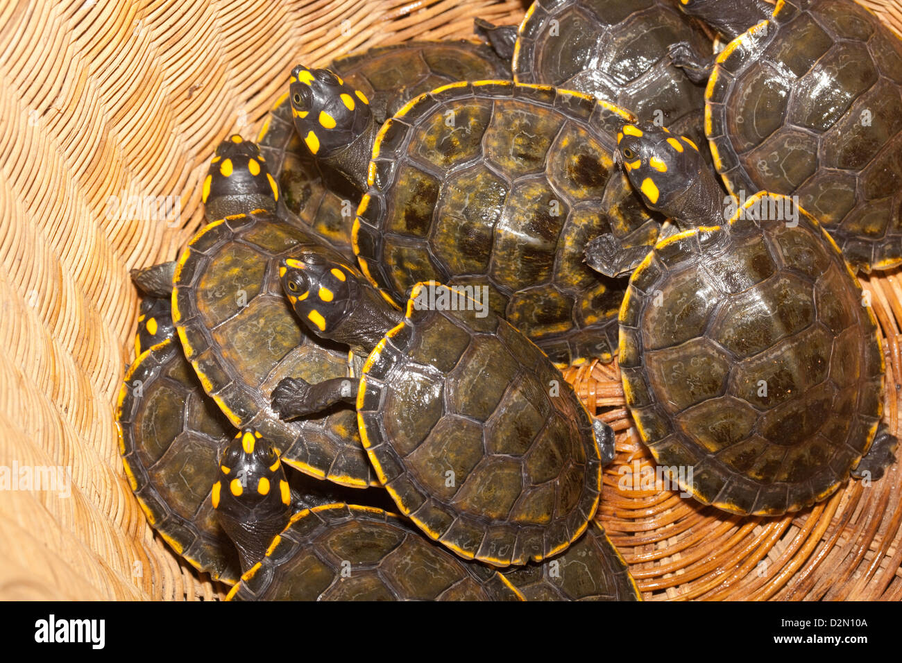 Yellow spotted river turtle hi-res stock photography and images - Alamy