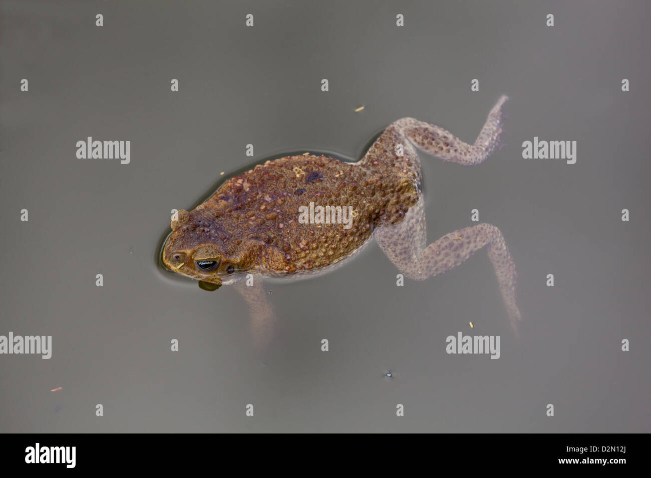 Giant Neotropical or Marine Toad Rhinella marina (formerly Bufo marinus ...