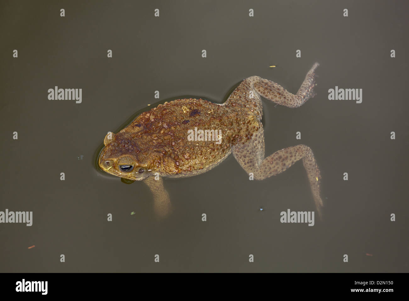 Giant Neotropical or Marine Toad Rhinella marina (formerly Bufo marinus ...