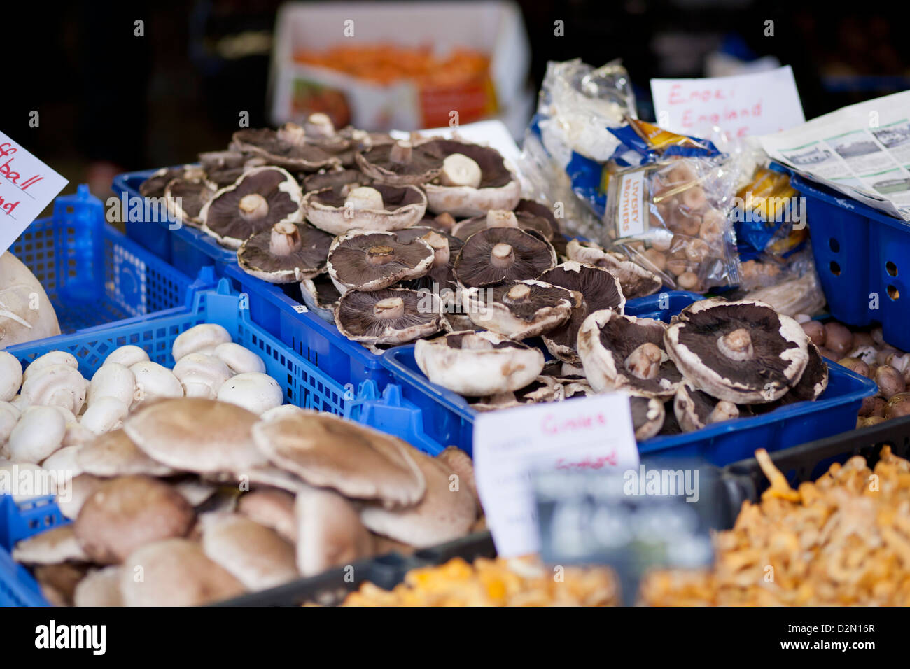 Field mushrooms hi-res stock photography and images - Alamy