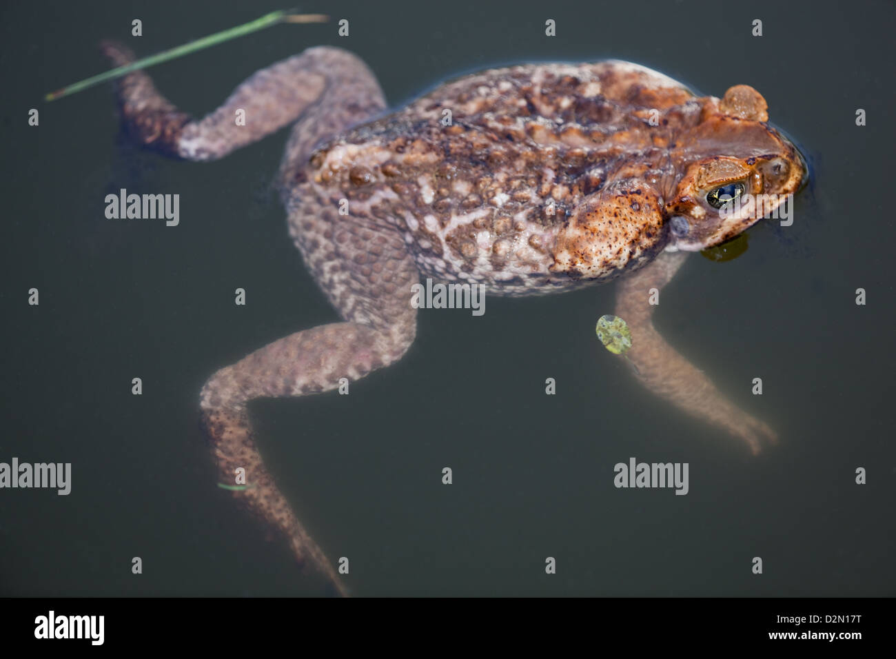 Giant Neotropical or Marine Toad Rhinella marina (formerly Bufo marinus ...