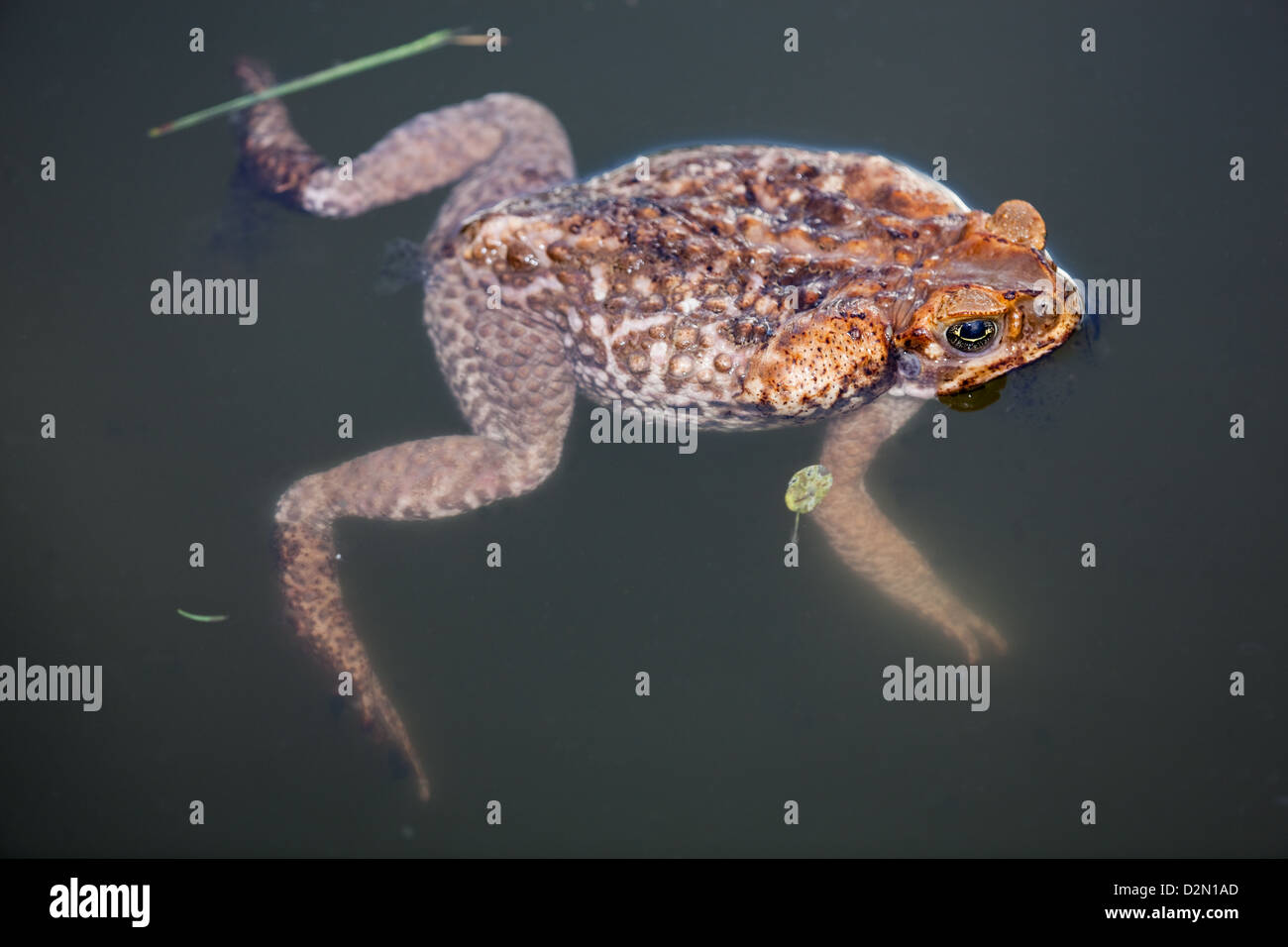 Giant Neotropical or Marine Toad Rhinella marina (formerly Bufo marinus ...