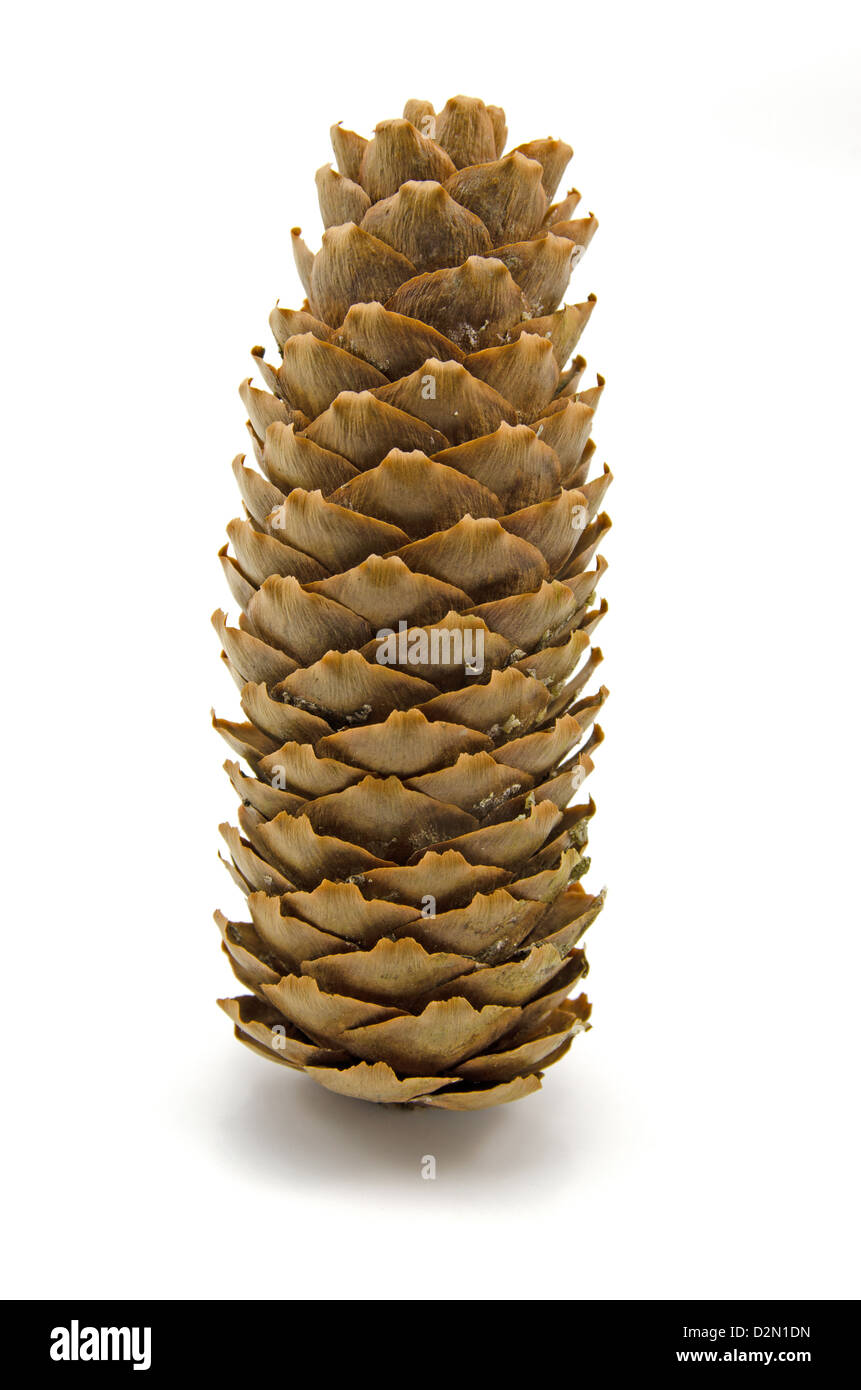 Cone plant Cut Out Stock Images & Pictures - Alamy