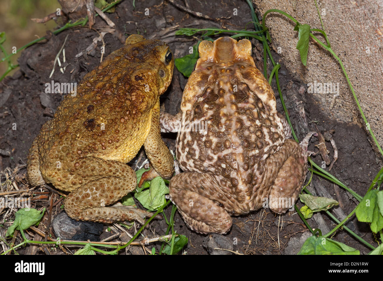Parotid glands hi-res stock photography and images - Alamy