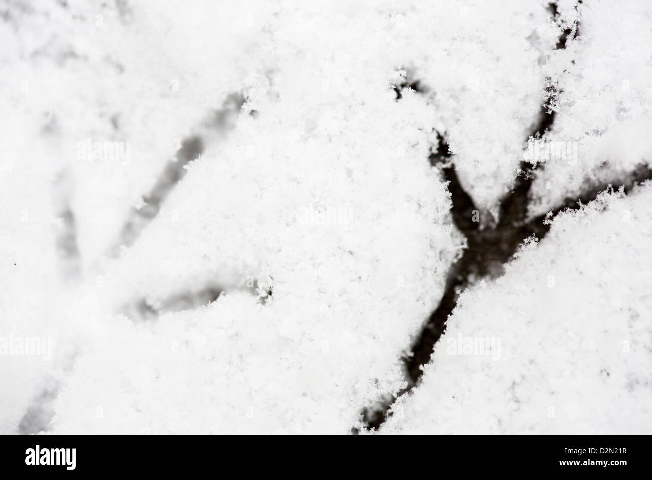 Bird footprint hi-res stock photography and images - Alamy