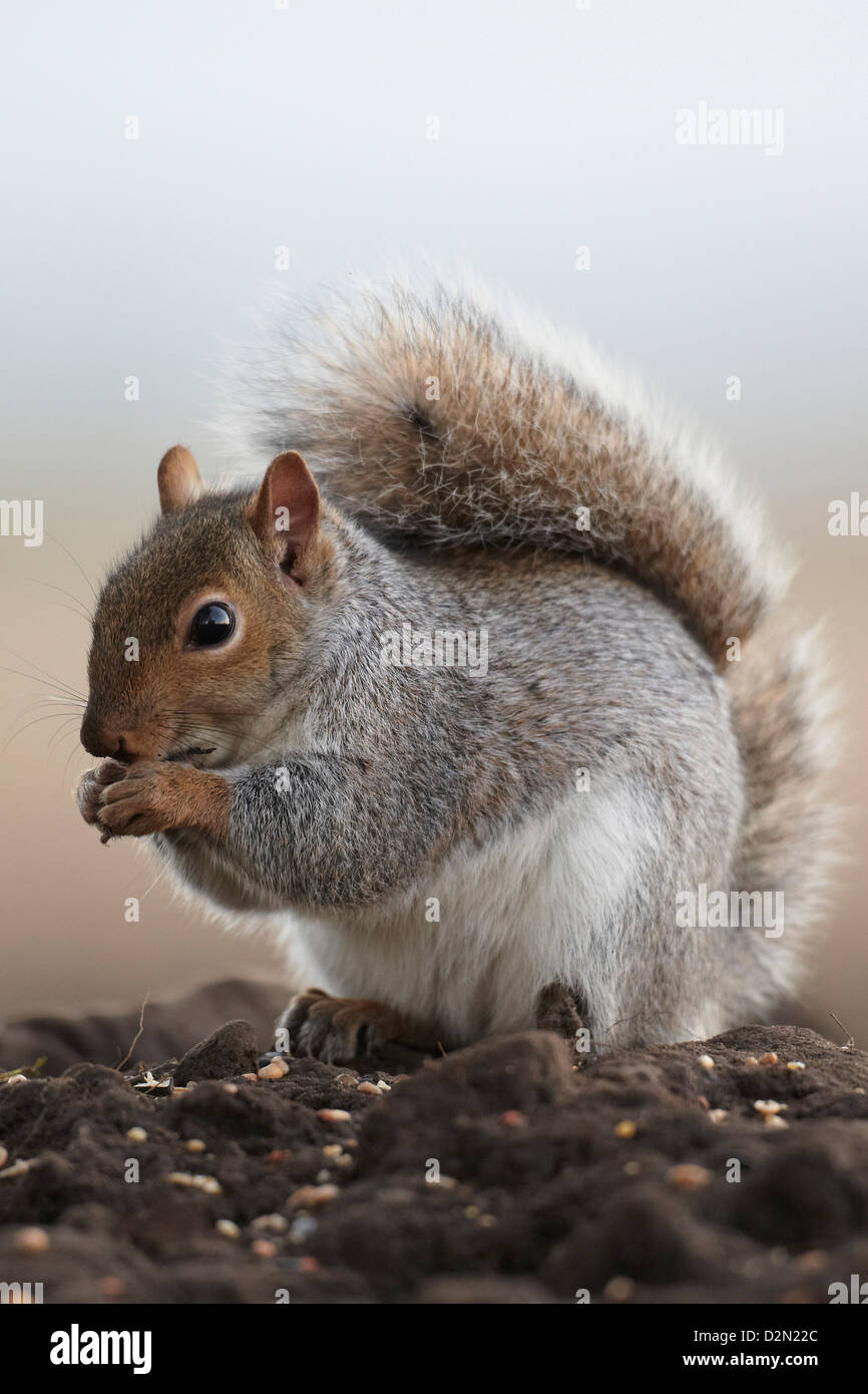 North american ground squirrel hi-res stock photography and images - Alamy