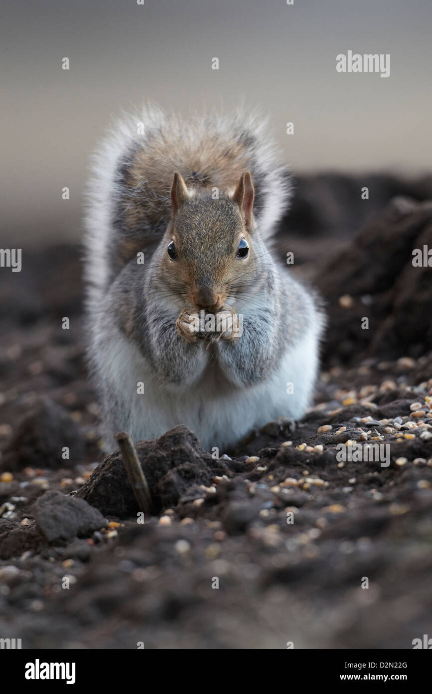 North american ground squirrel hi-res stock photography and images - Alamy