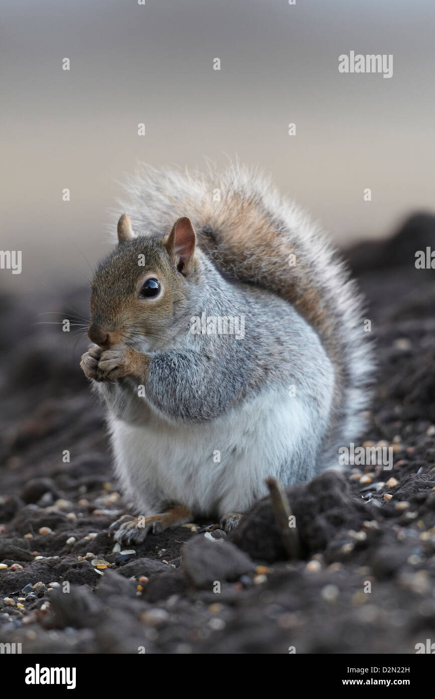 North american ground squirrel hi-res stock photography and images - Alamy