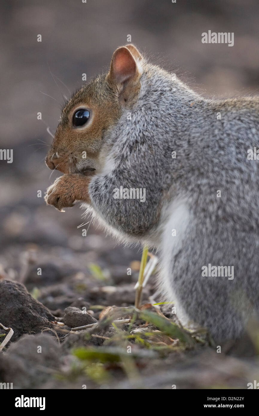 North american ground squirrel hi-res stock photography and images - Alamy