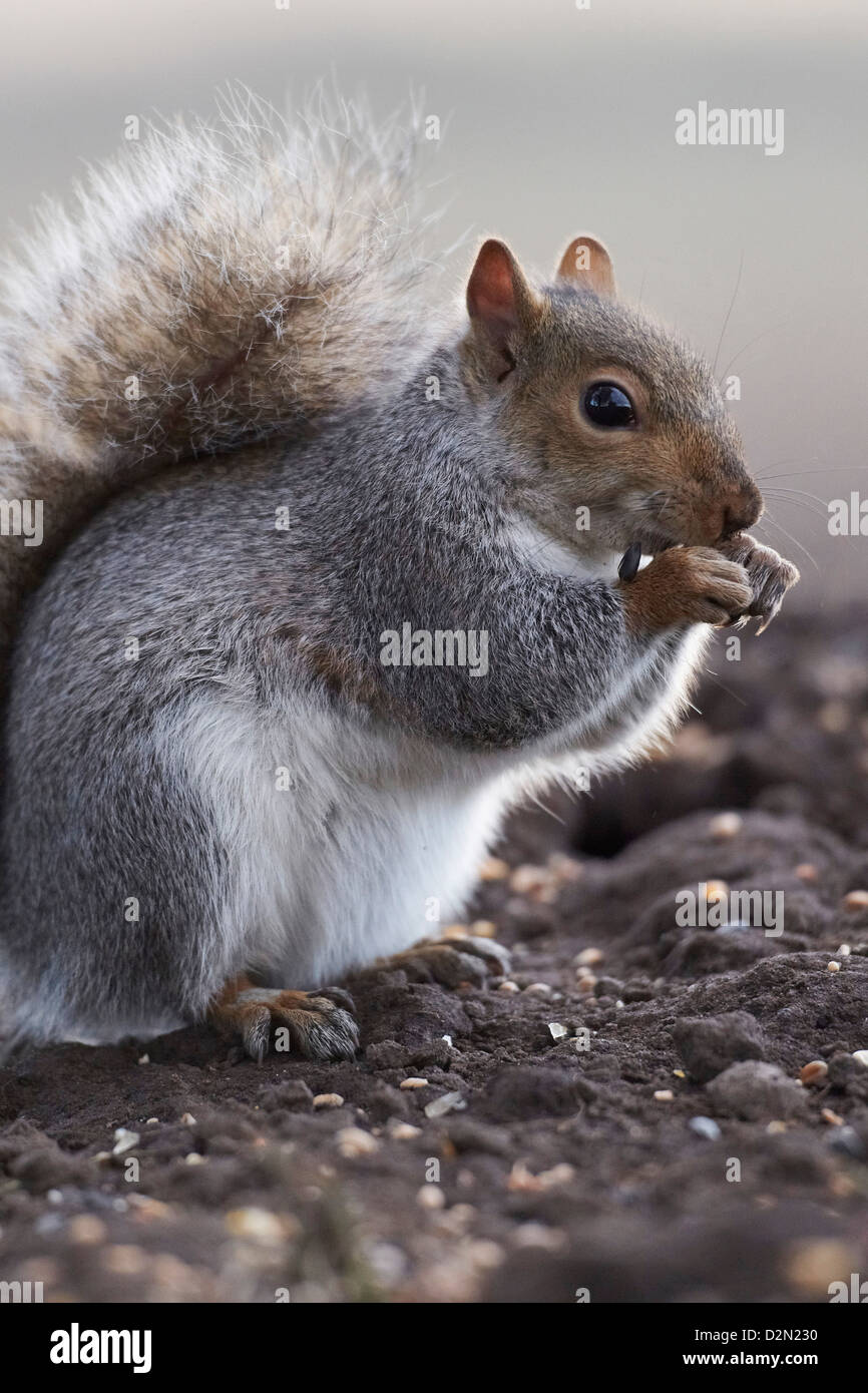 North american ground squirrel hi-res stock photography and images - Alamy