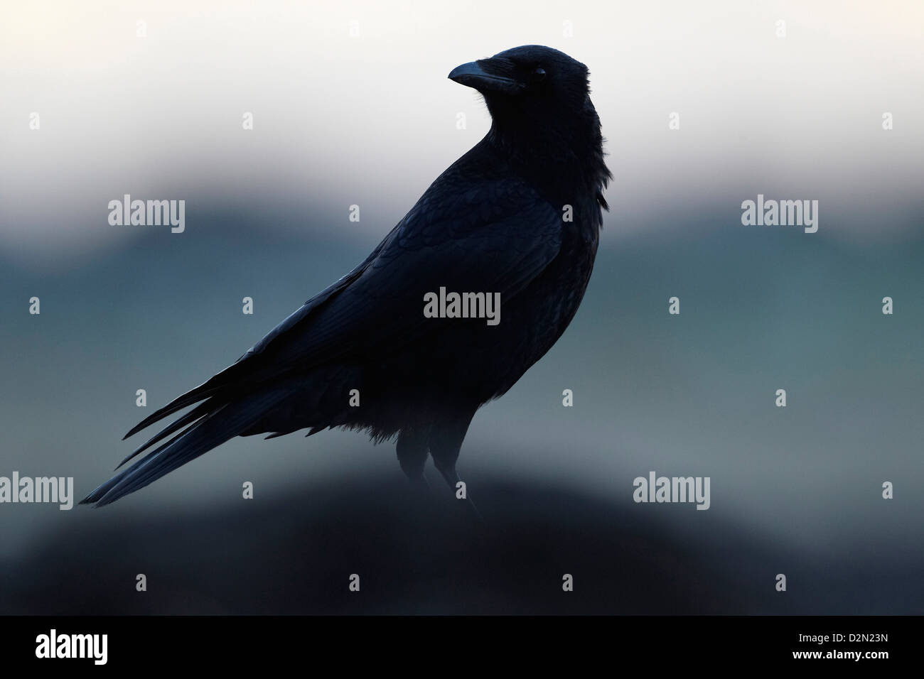 Natural carrion crow bird hi-res stock photography and images - Alamy