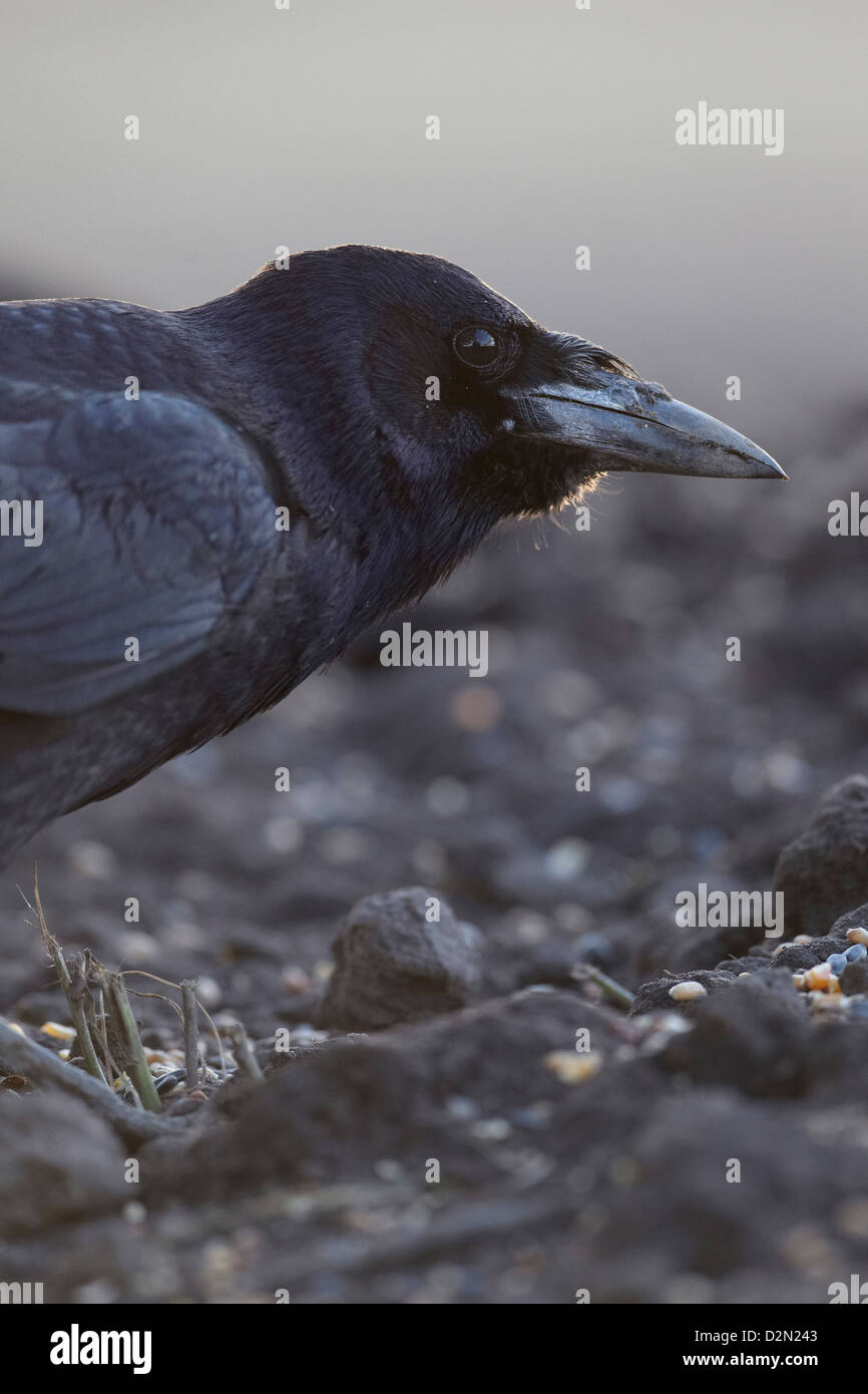 Carrion Crow, Corvus corone corone, UK Stock Photo - Alamy