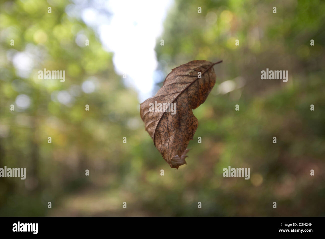 Falling leaves hi-res stock photography and images - Alamy