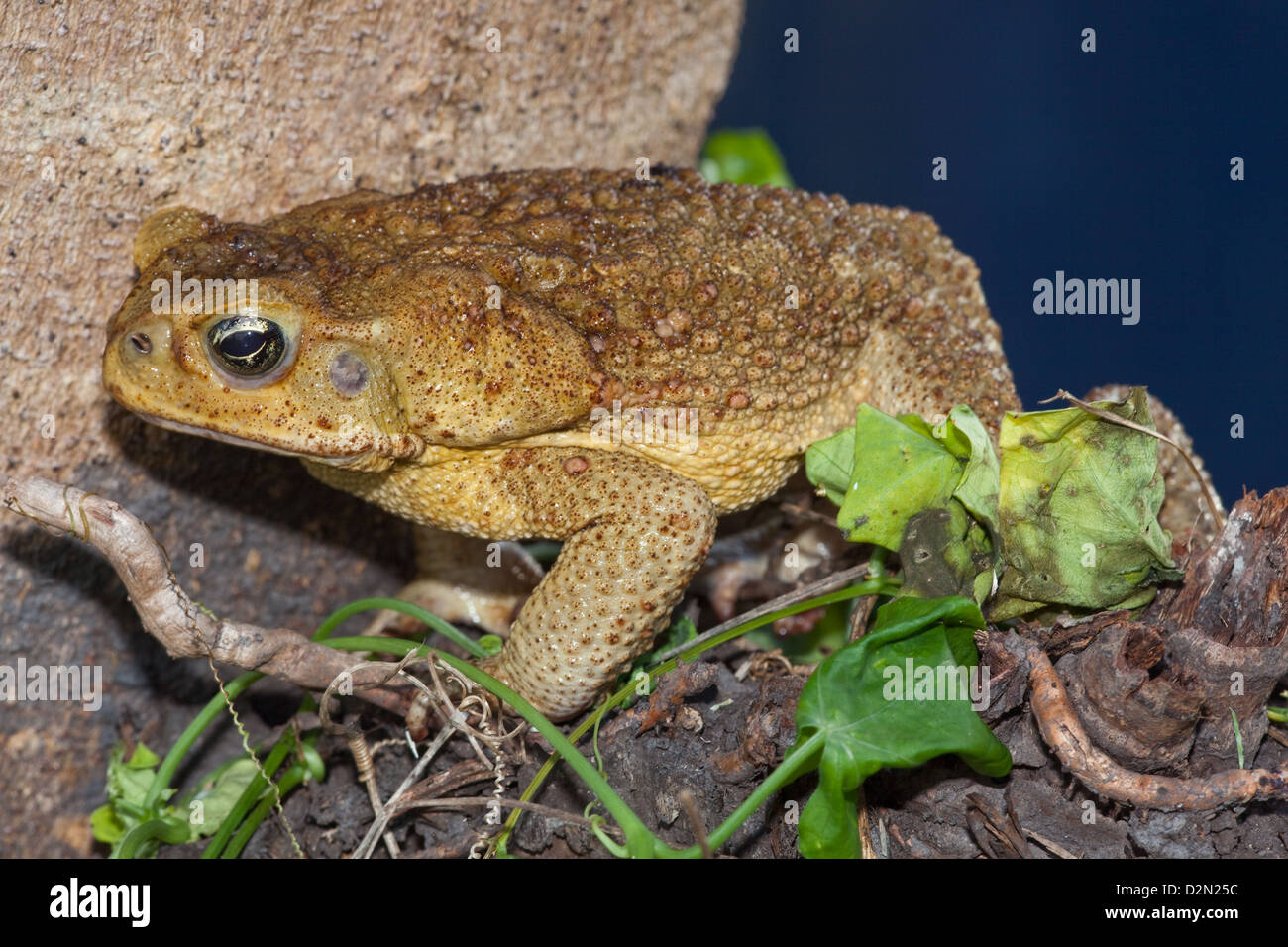 Giant Neotropical or Marine Toad Rhinella marina (formerly Bufo marinus ...