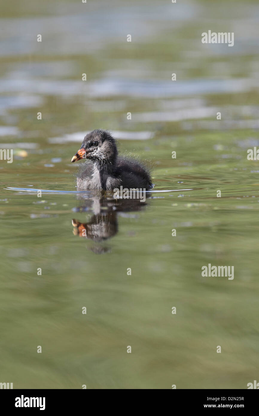 Moorhen chick, Gallinula chloropus, UK Stock Photo - Alamy