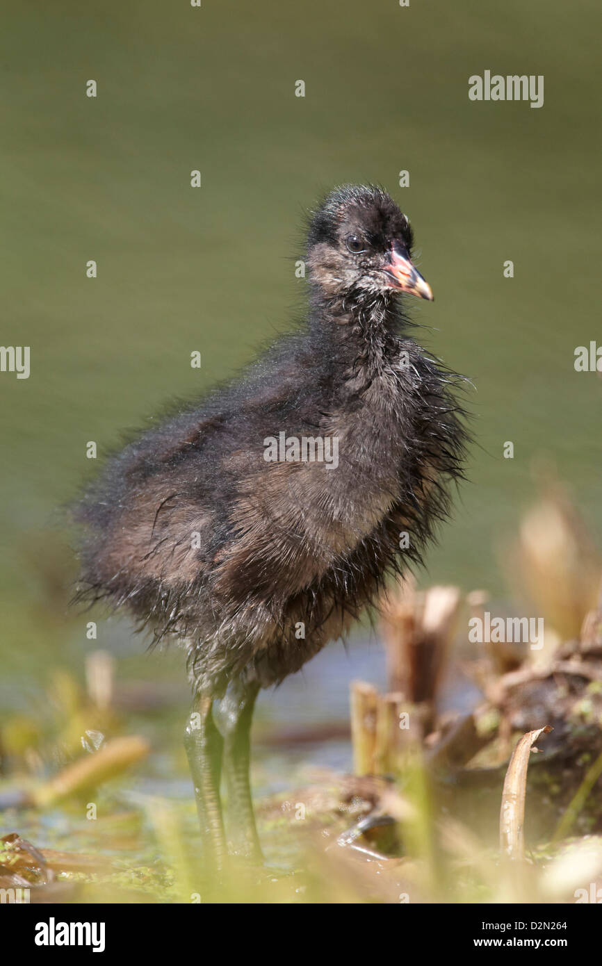 Moorhen chick, Gallinula chloropus, UK Stock Photo - Alamy