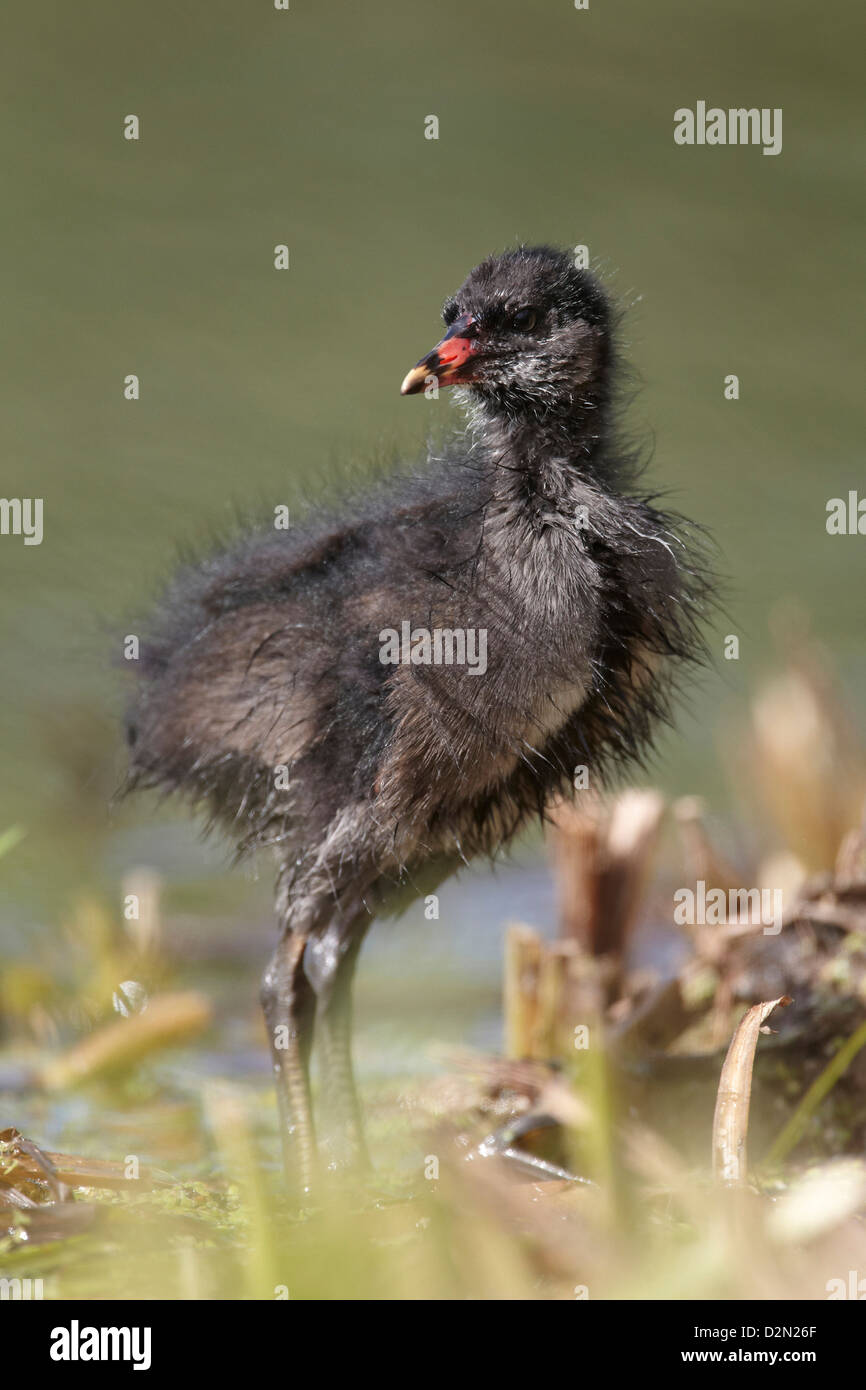 Juvenile moorhen uk hi-res stock photography and images - Alamy