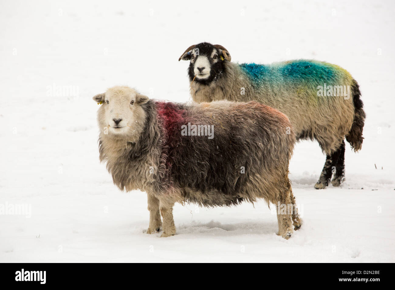 Black face sheep hi-res stock photography and images - Alamy