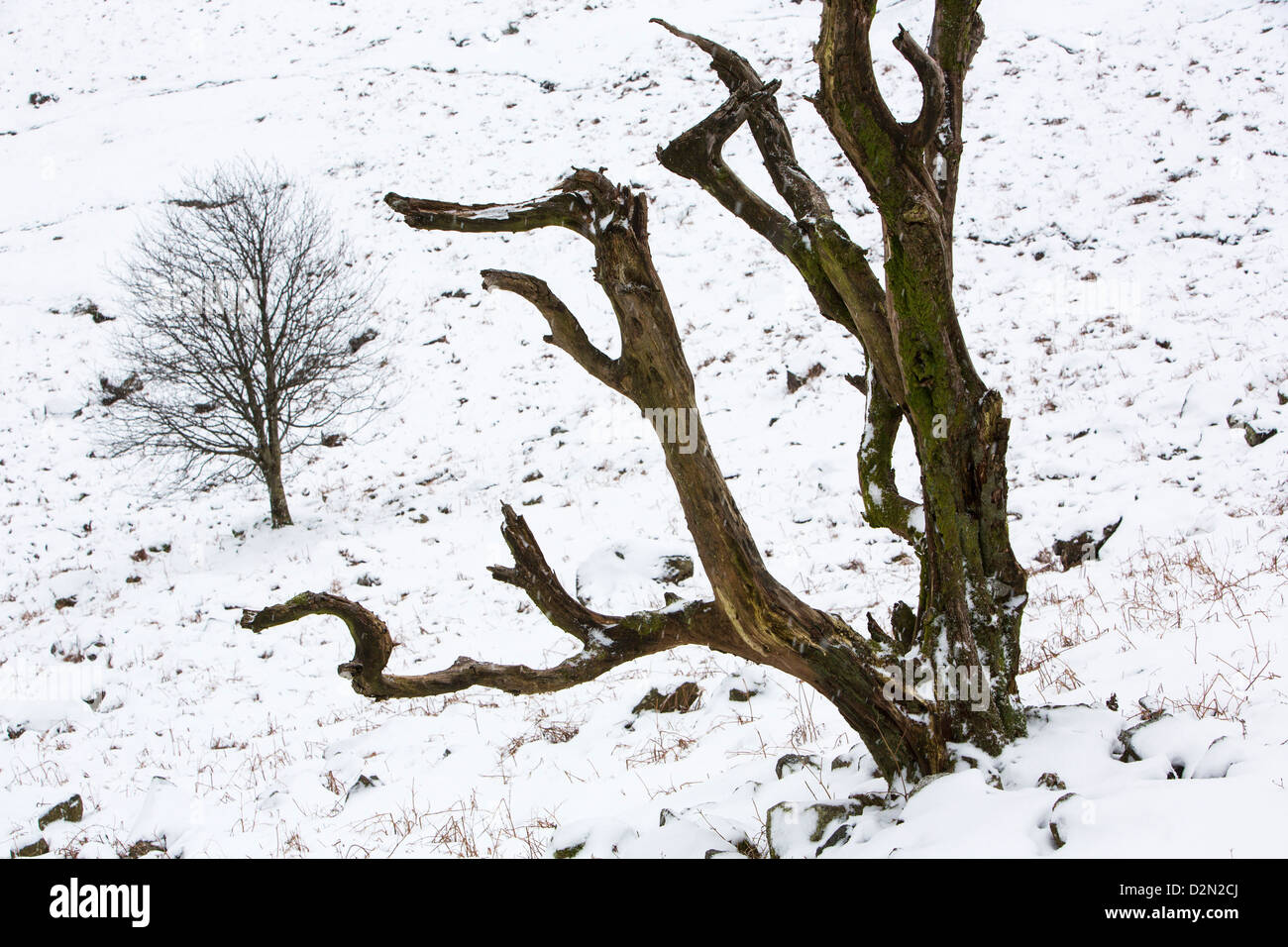 Dead ash tree hi-res stock photography and images - Alamy
