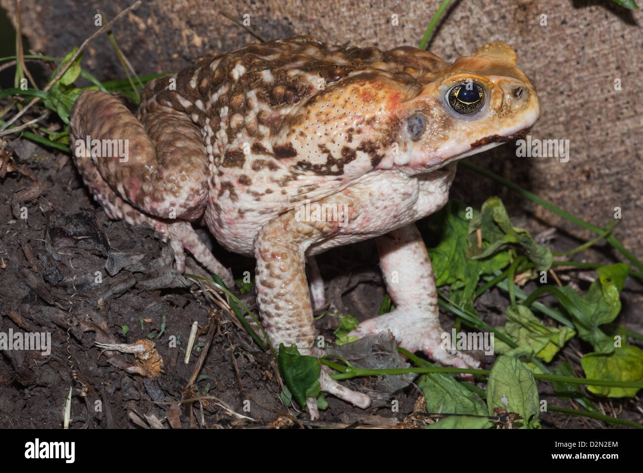 Giant Neotropical or Marine Toad Rhinella marina (formerly Bufo marinus ...