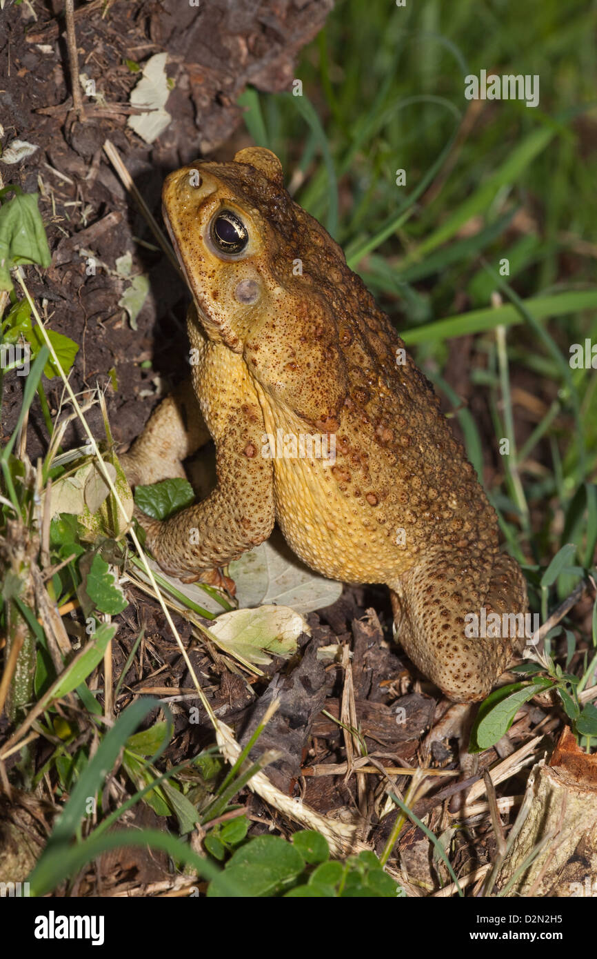 Giant Neotropical or Marine Toad Rhinella marina (formerly Bufo marinus ...