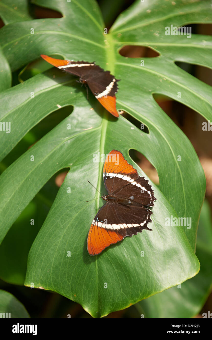 butterfly Rusty-tipped Page (Siproeta epaphus) on butterfly farm near ...