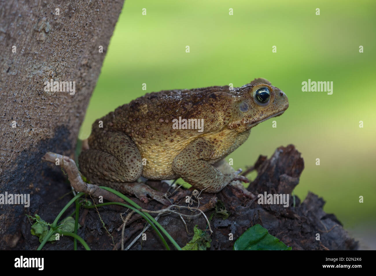 Cane toad parotid glands hi-res stock photography and images - Alamy