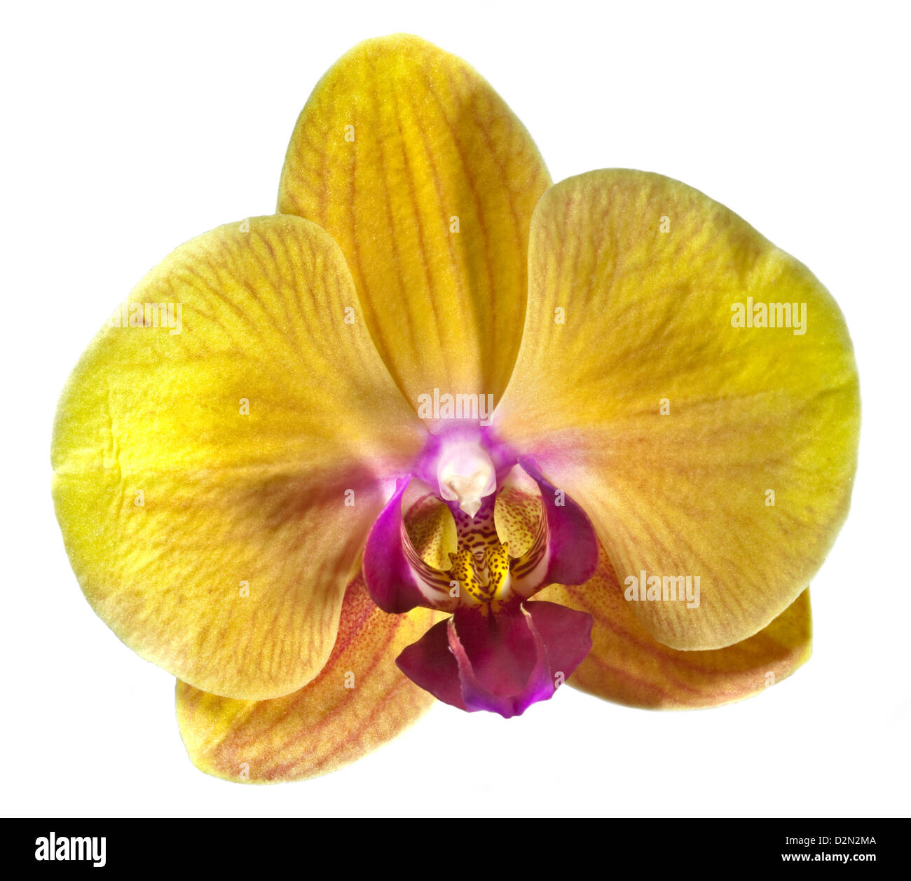 Yellow Phalaenopsis Orchid (Moth Orchid) on white Stock Photo - Alamy
