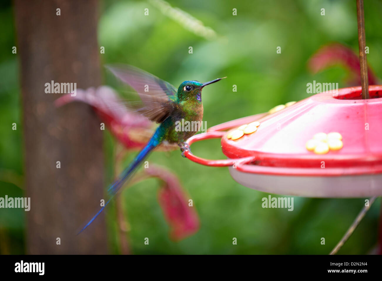 Long-tailed Sylph Aglaiocercus kingi, Hummingbird (Trochilidae) near ...