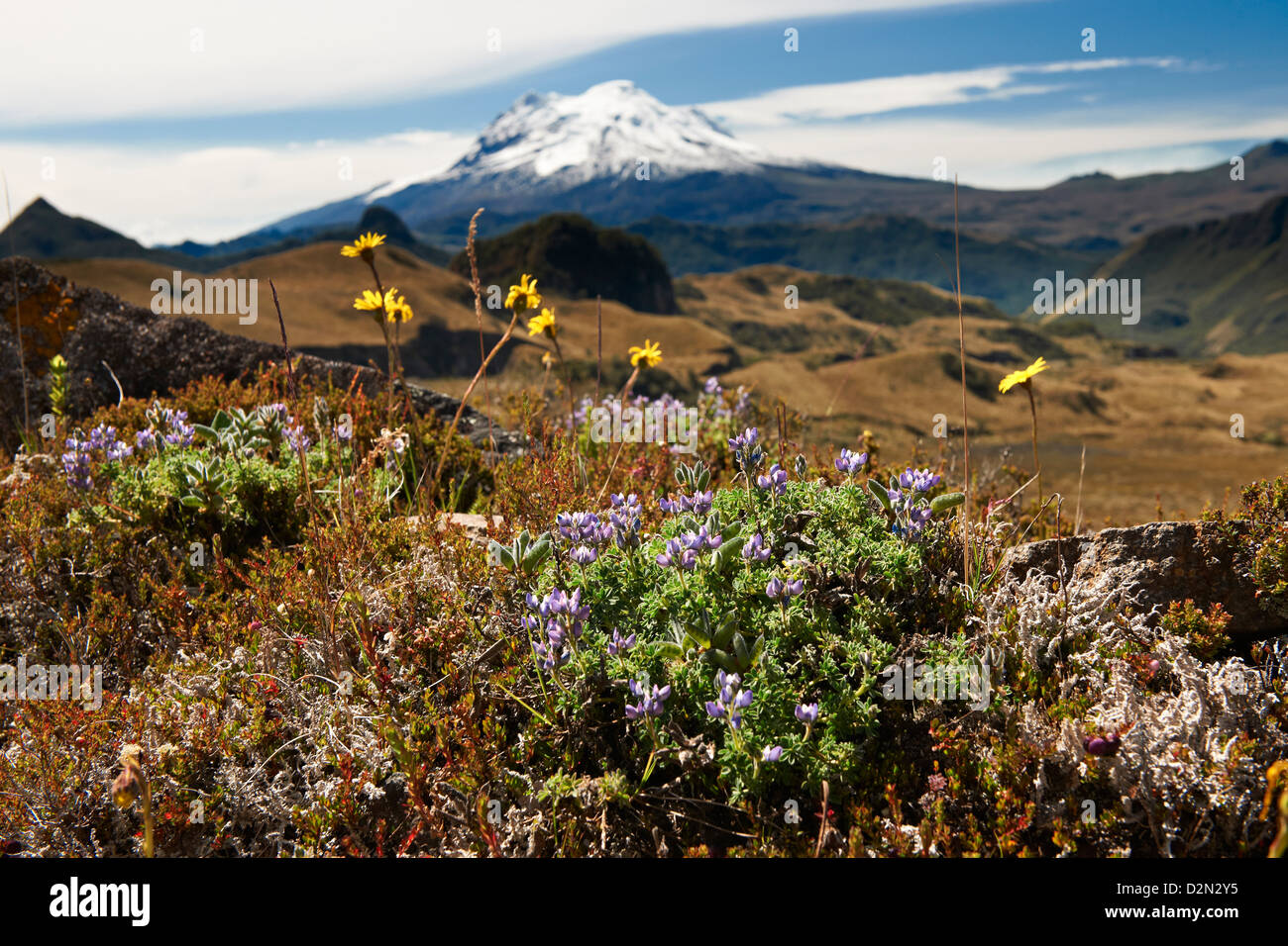 Antisana volcano hi-res stock photography and images - Alamy
