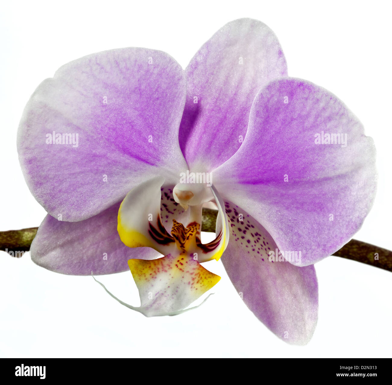 Pink Phalaenopsis Orchid (Moth Orchid Stock Photo - Alamy
