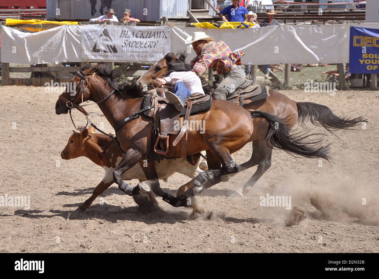 Calf roping during a rodeo competition Stock Photo - Alamy