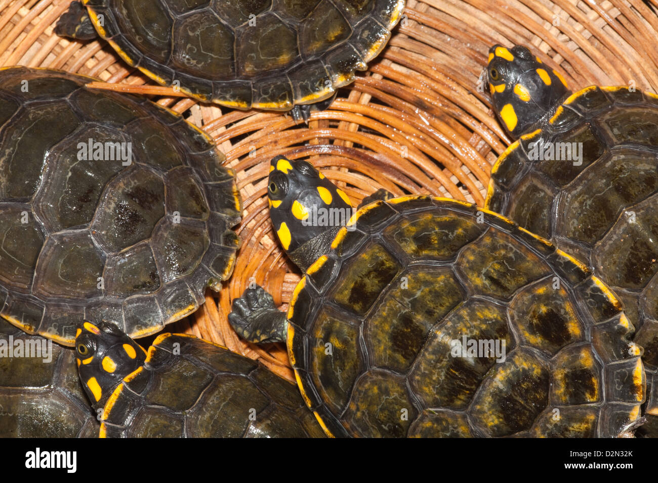 Yellow spotted river turtle hi-res stock photography and images - Alamy