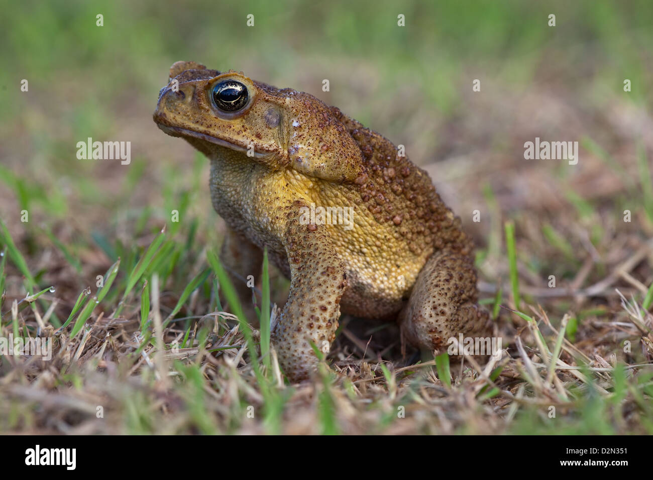 Cane toad parotid glands hi-res stock photography and images - Alamy