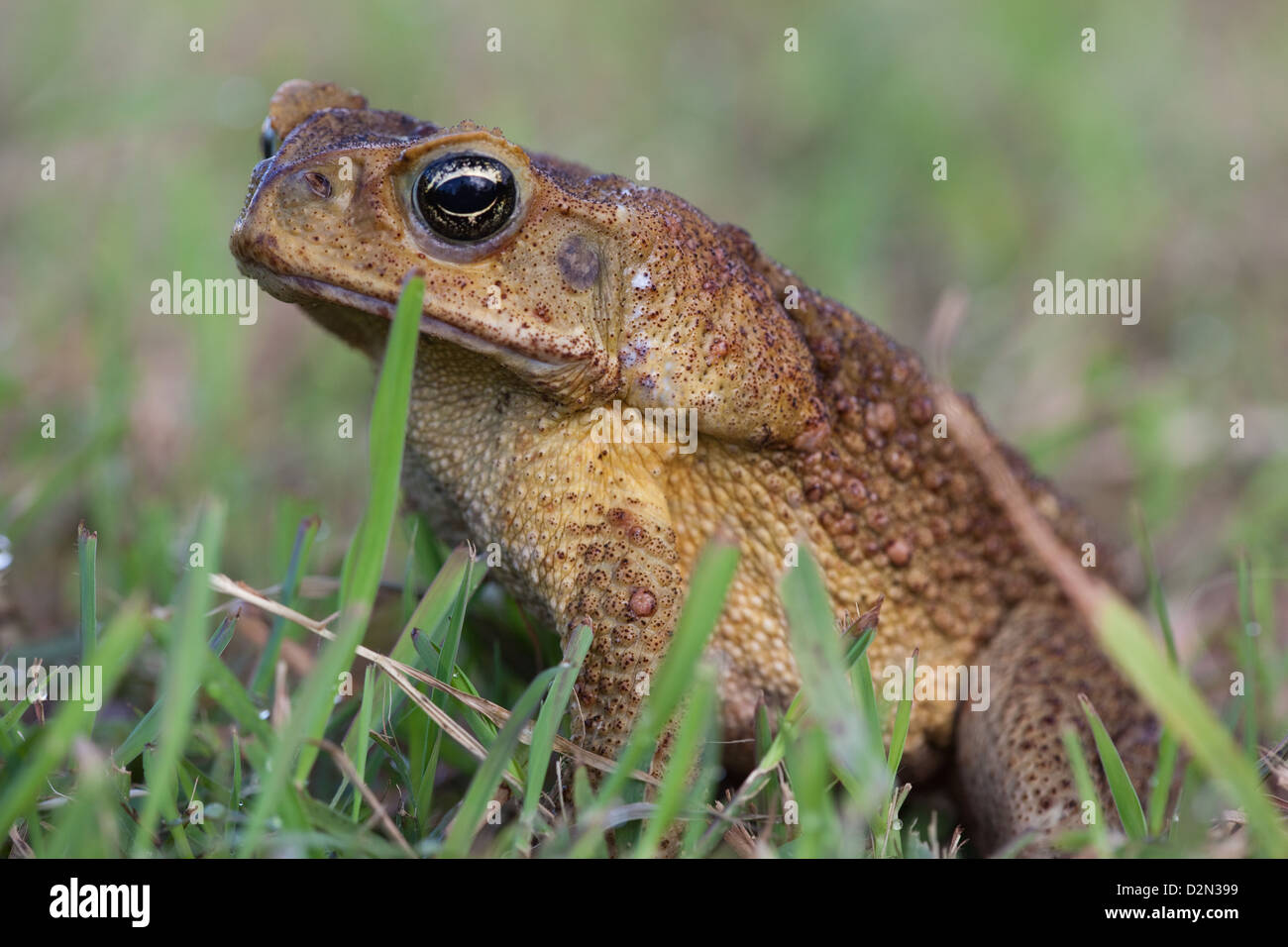 Giant Neotropical or Marine Toad Rhinella marina (formerly Bufo marinus ...