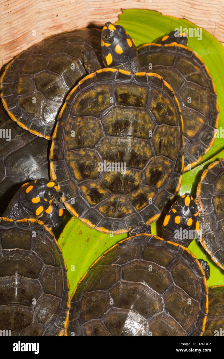 Yellow spotted river turtle hi-res stock photography and images - Alamy