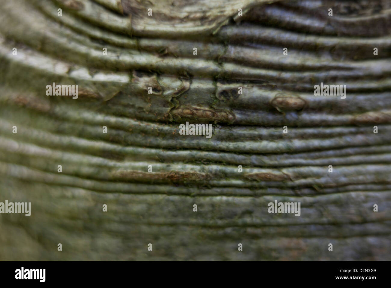 Close up shot of trees and wood Stock Photo - Alamy