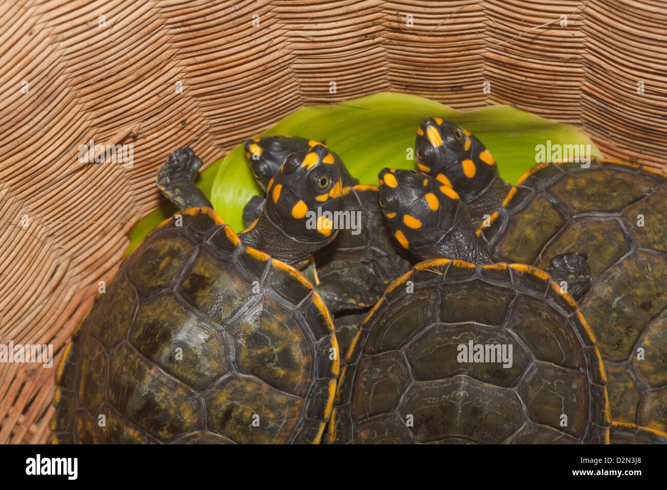 Yellow-spotted River Turtles (Podocnemis unifilis). Young, eight month ...
