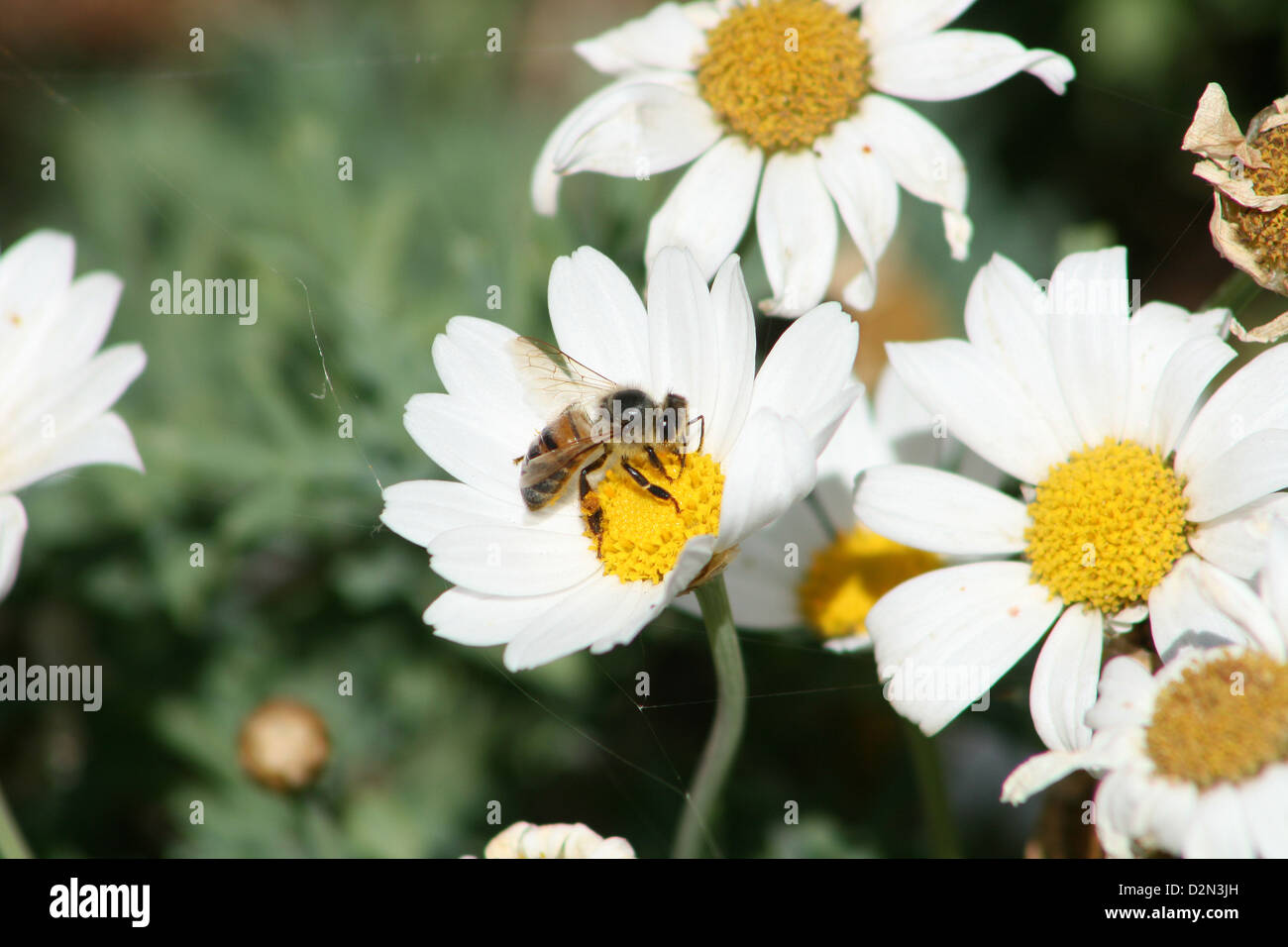 A honey bee pollinating a daisy in a garden in Cotacachi, Ecuador Stock ...