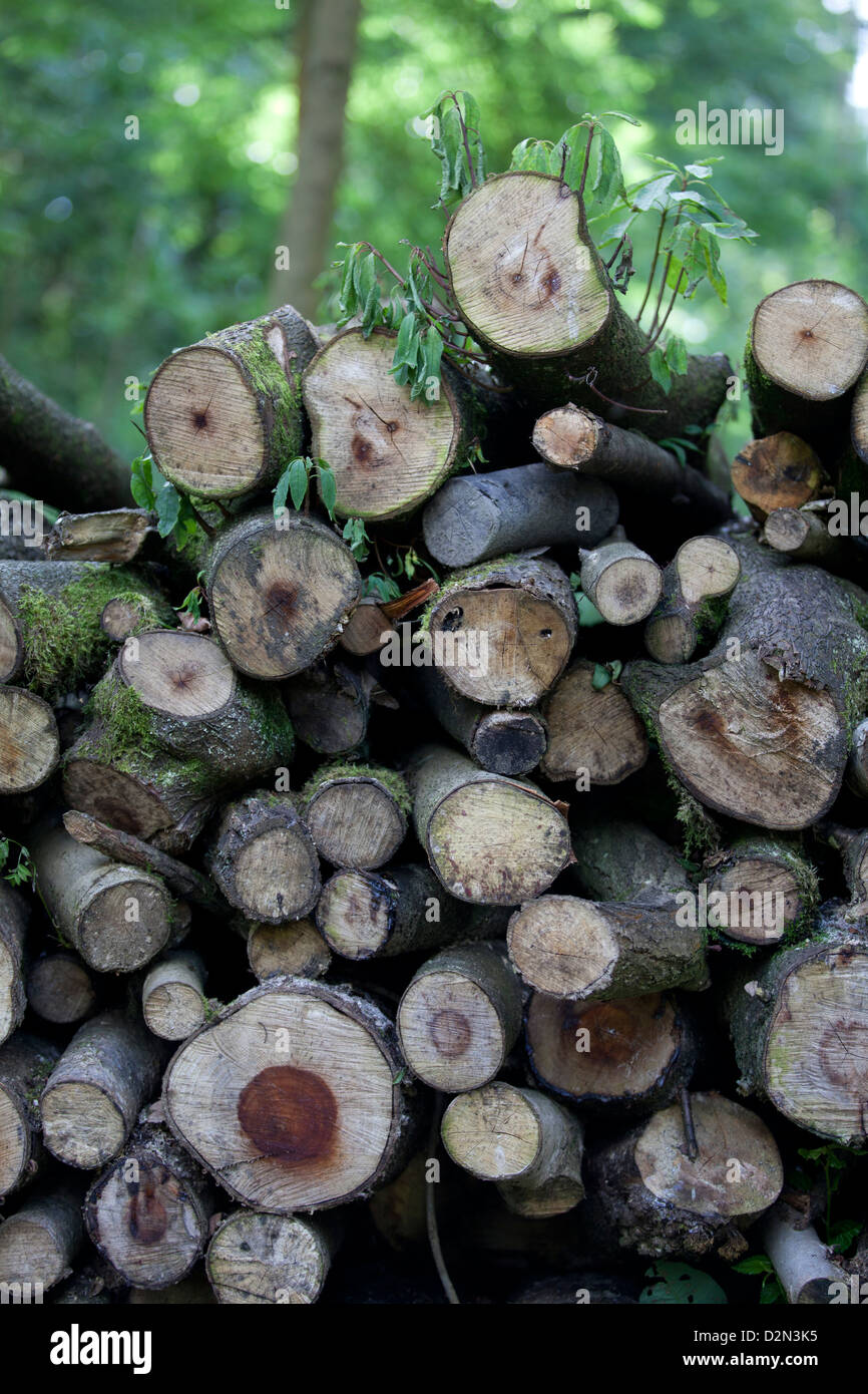 Close up shot of trees and wood Stock Photo - Alamy