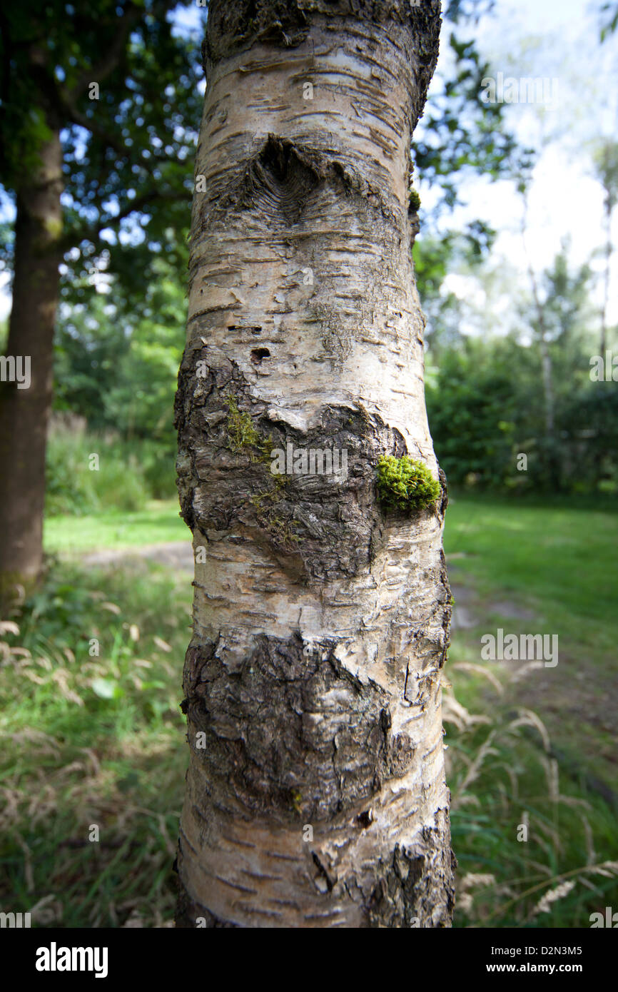 Close up shot of trees and wood Stock Photo - Alamy