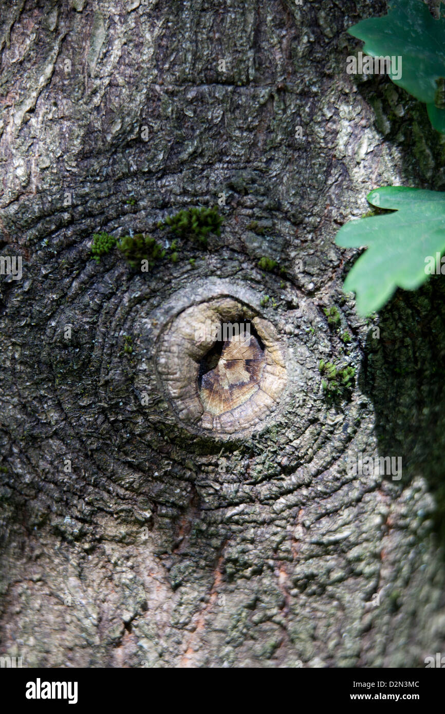 Close up shot of trees and wood Stock Photo - Alamy