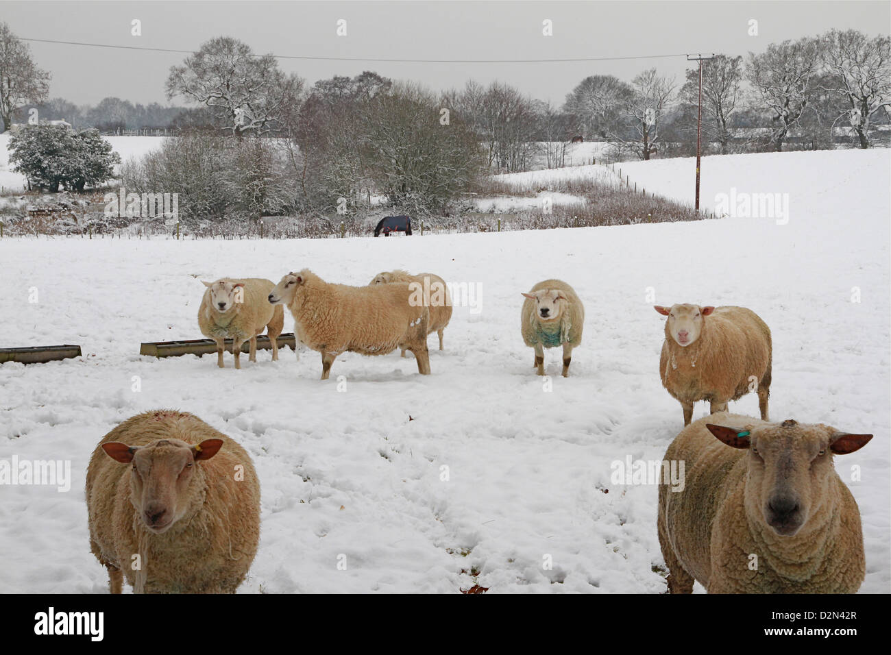 sheep in a feed waiting to be fec Stock Photo - Alamy