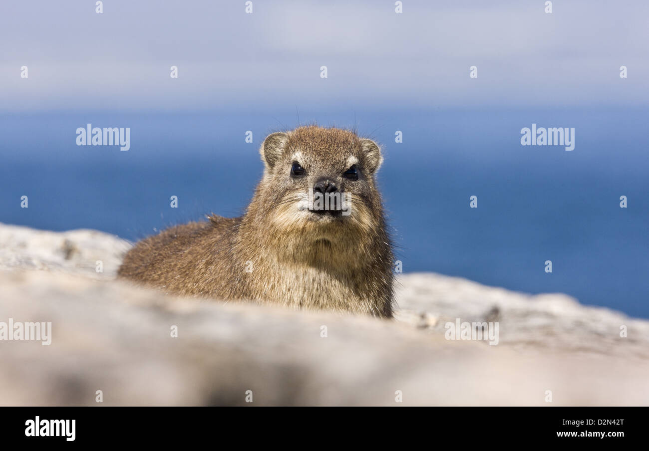 Rock hyrax (Procavia capensis) on rocks by the sea, Hermanus, western ...