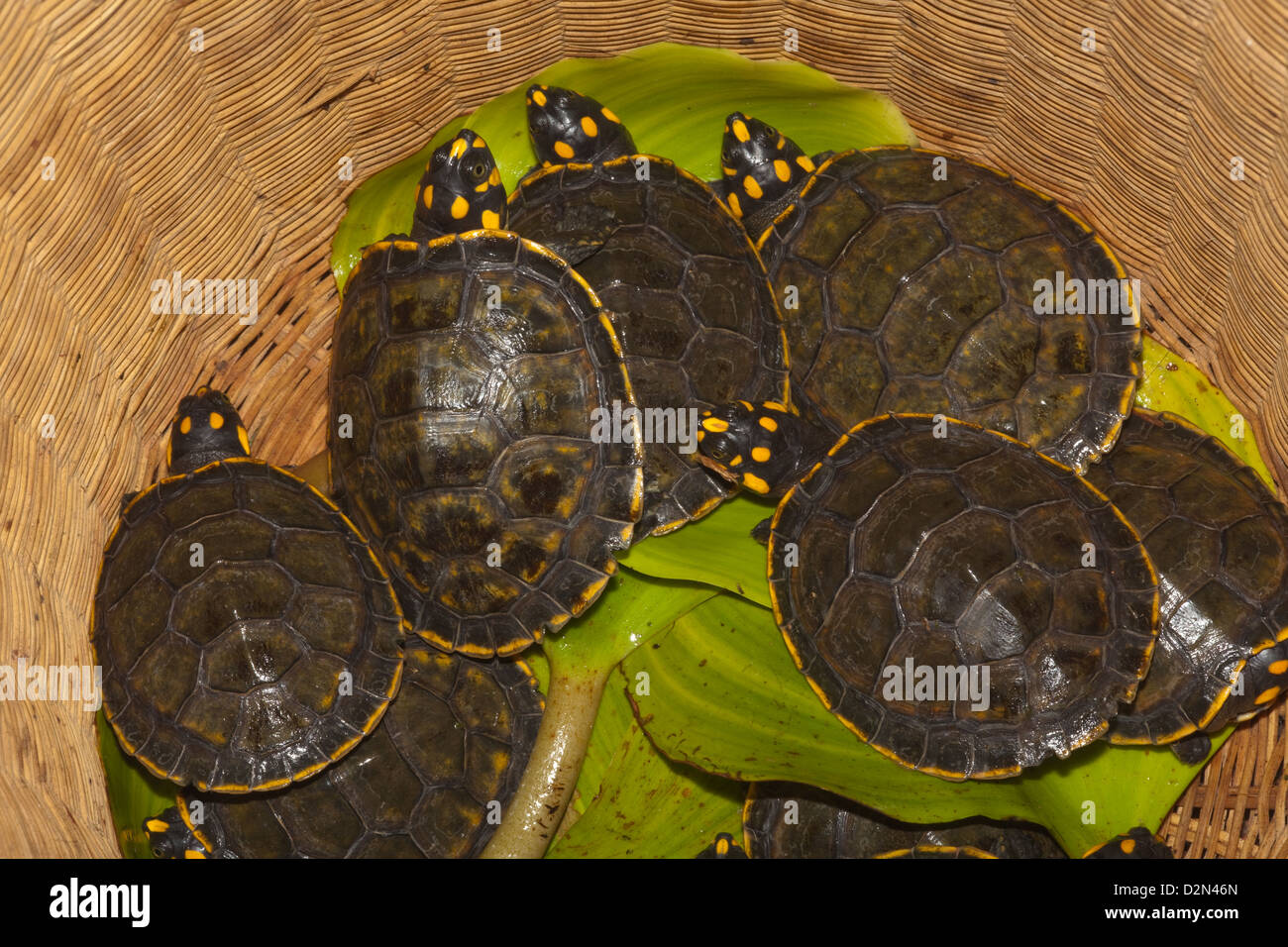 Yellow-spotted River Turtles (Podocnemis unifilis). Young, eight month ...